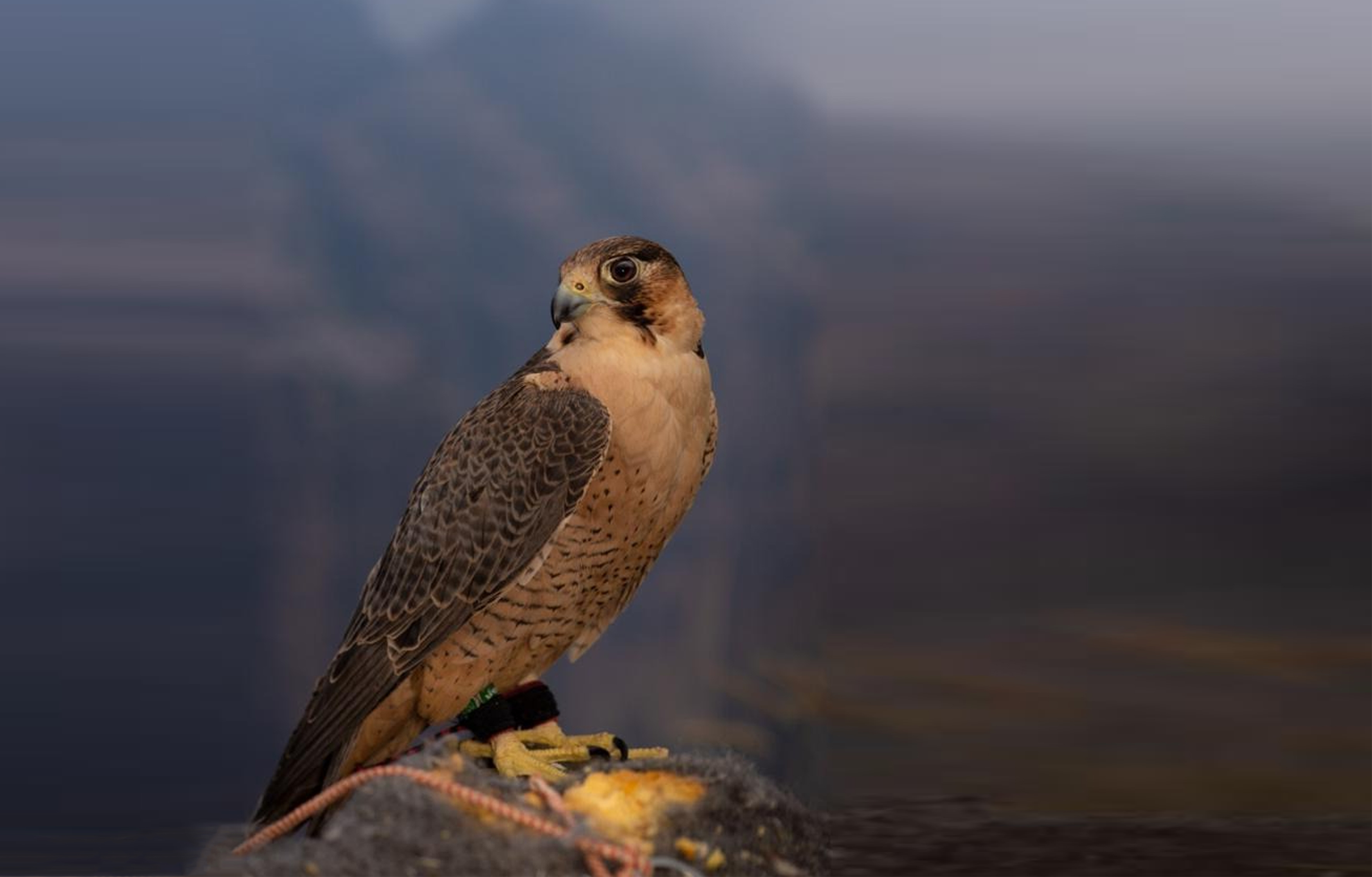 The falconry legacy - Saudi Falcons Club